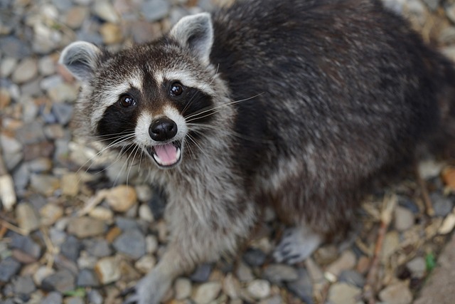 Mapache Naturaleza Animal - Foto gratis en Pixabay