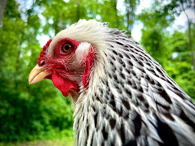 Pollo Pájaro Gallina - Foto gratis en Pixabay - Pixabay