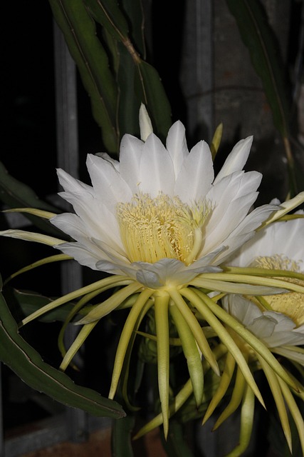 Bunga Putih Buah Naga - Foto gratis di Pixabay