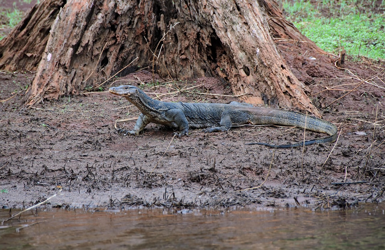 Lizard Reptile Asian Water Monitor - Free photo on Pixabay - Pixabay