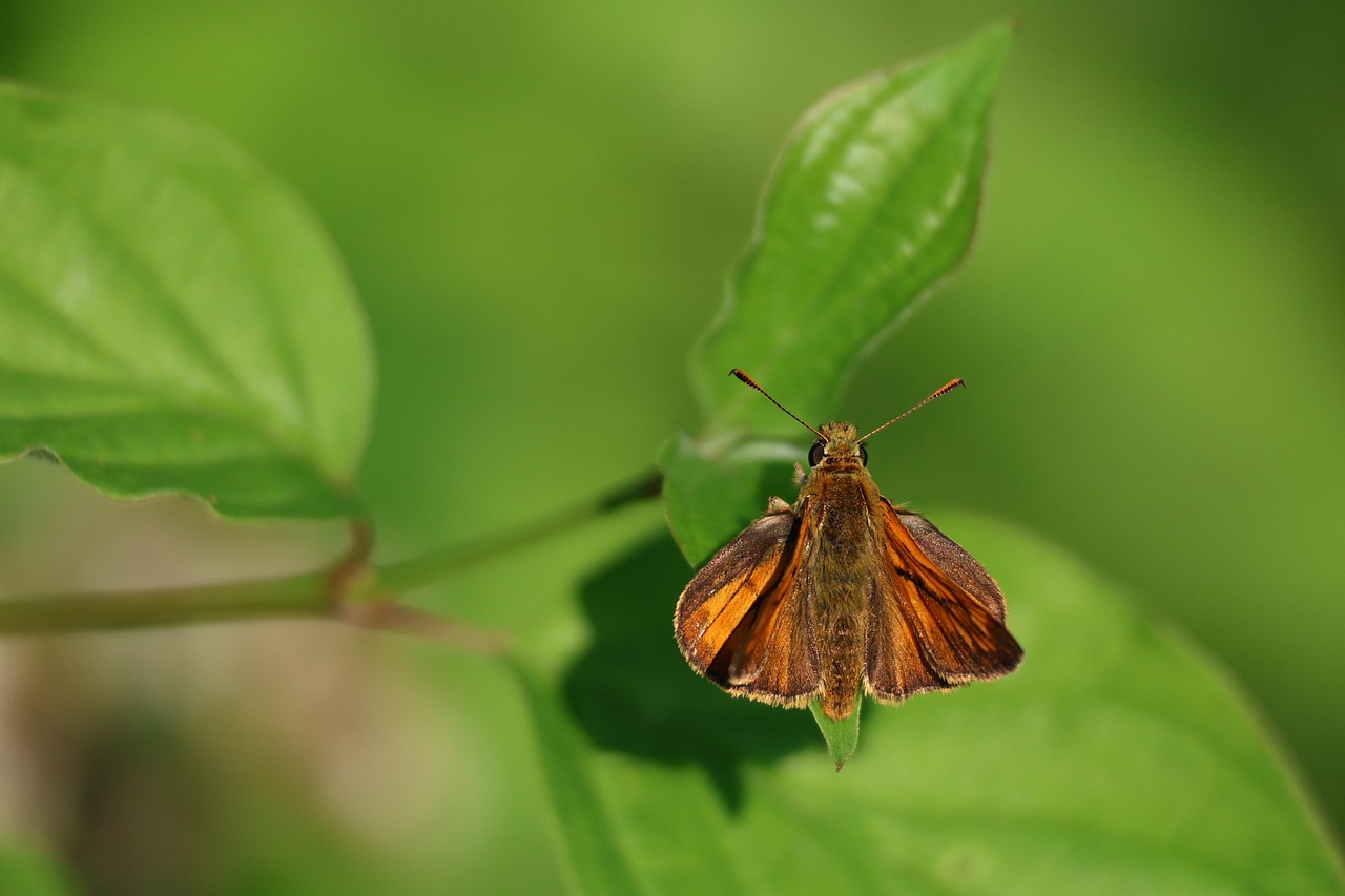 Butterfly Insect Wings - Free photo on Pixabay - Pixabay