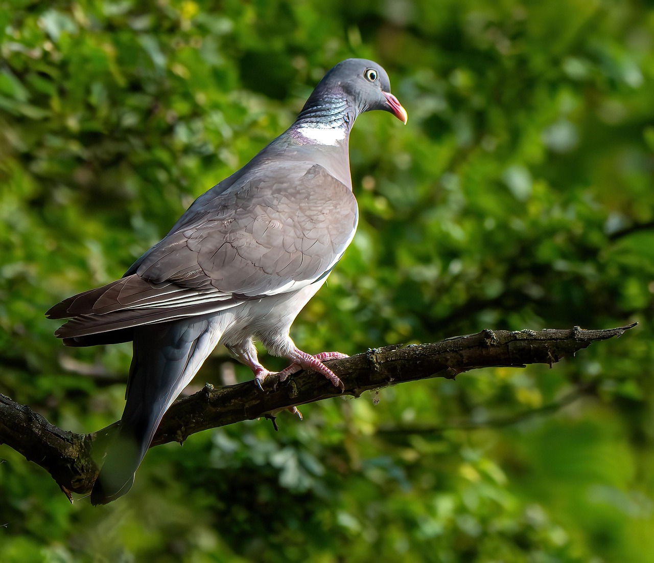 Bird Dove Peace - Free photo on Pixabay - Pixabay