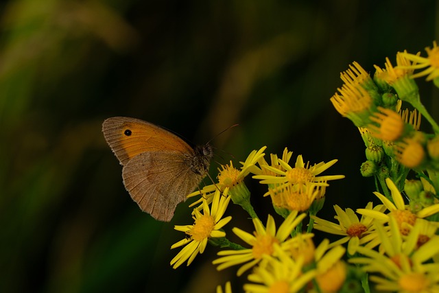 Butterfly Insect Shark Beetle - Free photo on Pixabay - Pixabay