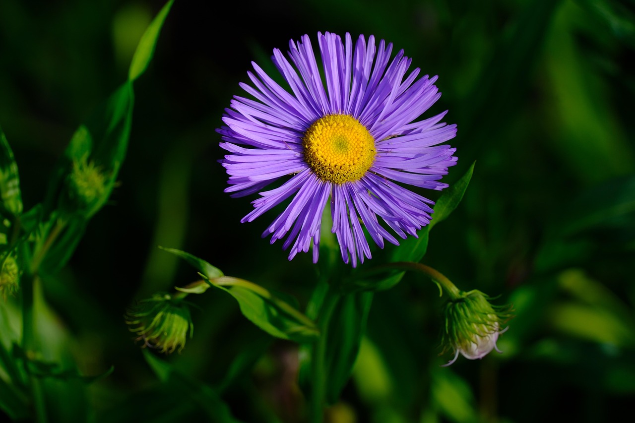 Aster Da Nova Inglaterra Áster - Foto gratuita no Pixabay - Pixabay