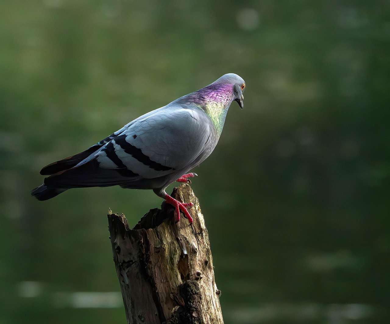 Dove Bird Peace - Free photo on Pixabay - Pixabay