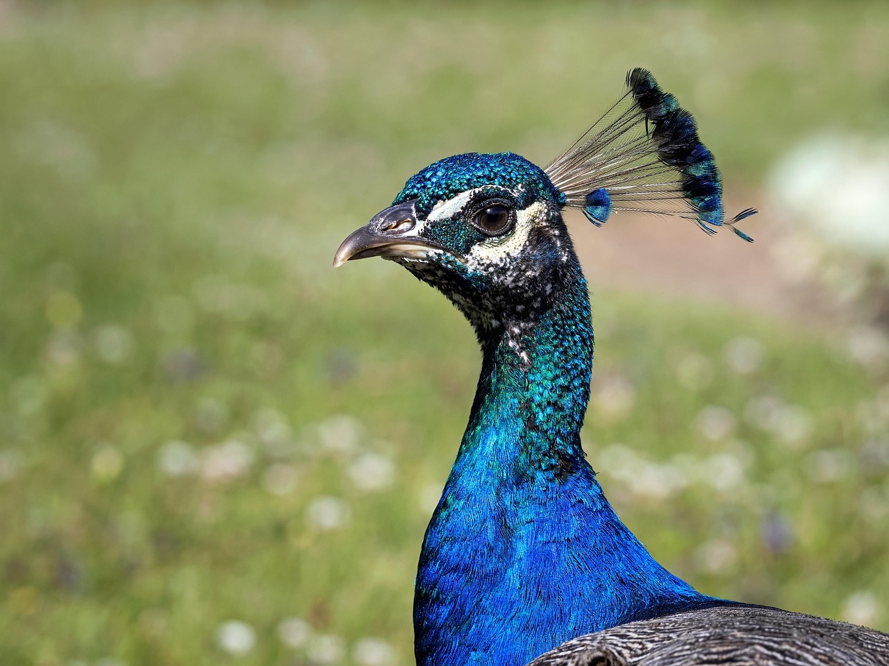 100,000+ Free Peacock Art & Peacock Images - Pixabay
