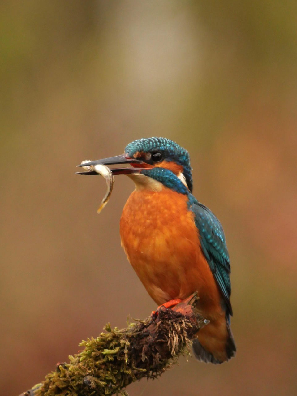 Common Kingfisher Bird - Free photo on Pixabay