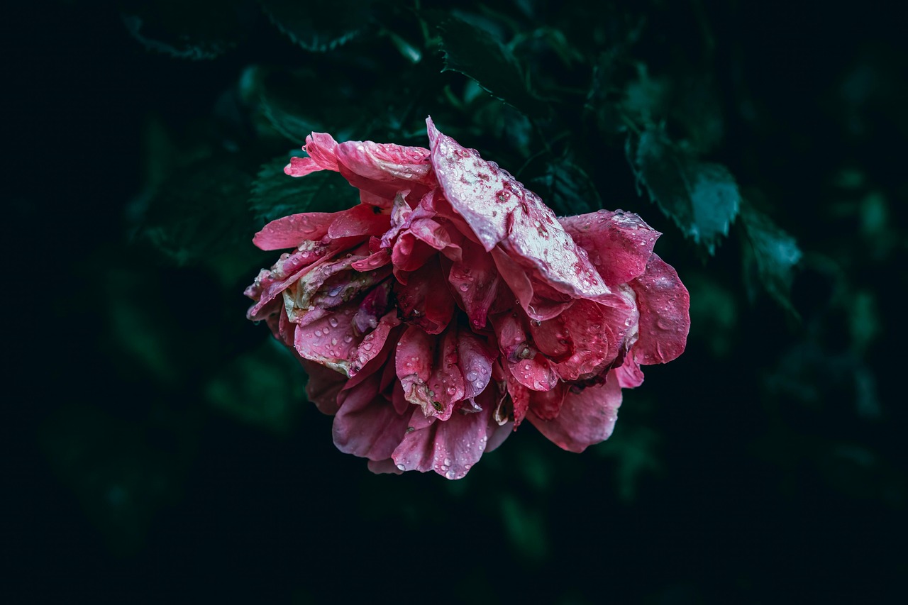 Rose Flower - Free photo on Pixabay