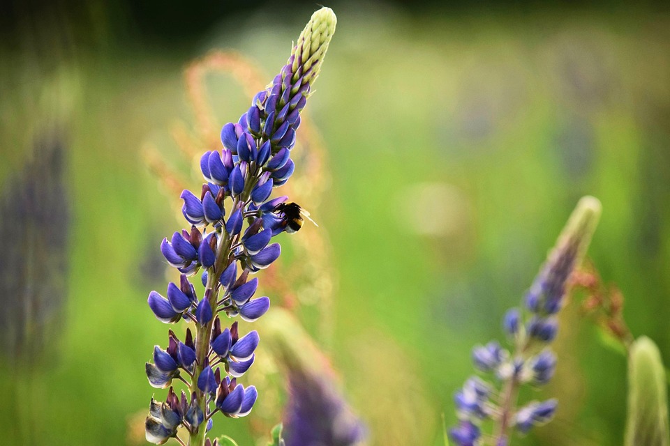Bumblebee Meadow Lupine - Free photo on Pixabay - Pixabay