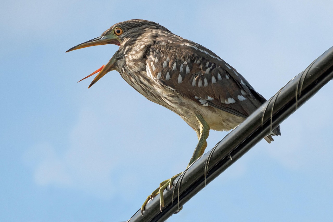 Bird Black-Crowned Night-Heron - Free photo on Pixabay - Pixabay