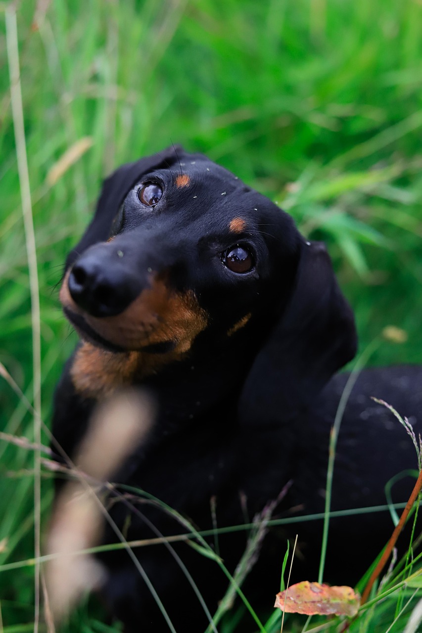 Animal Portrait Domestic - Free photo on Pixabay
