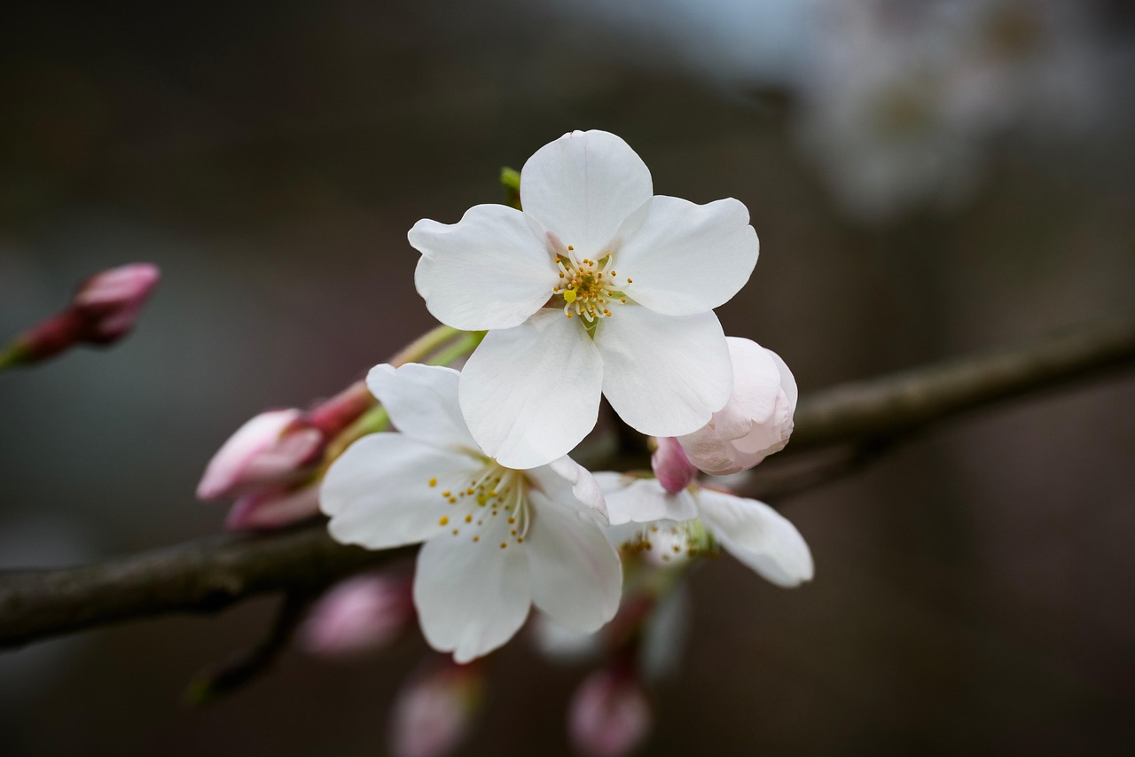 Cherry Blossom Flowers - Free photo on Pixabay