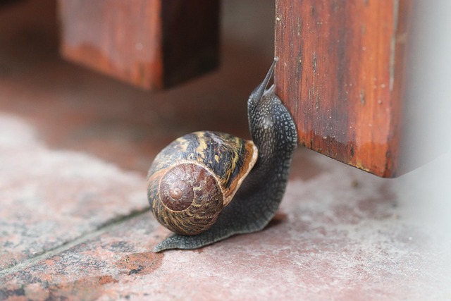 Lesma Concha Animal - Foto gratuita no Pixabay - Pixabay
