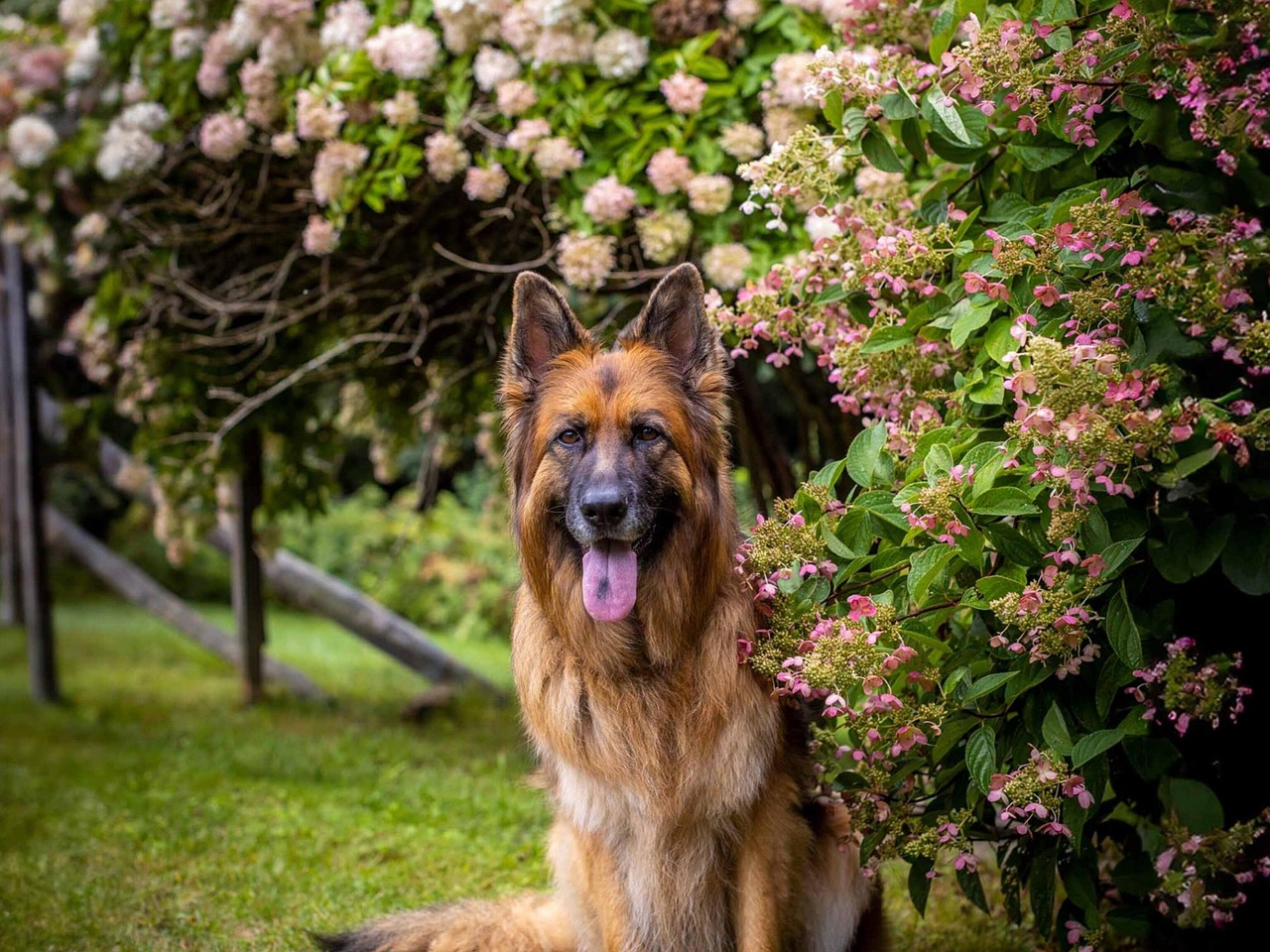 Cachorro Prado Cobertura - Foto gratuita no Pixabay - Pixabay