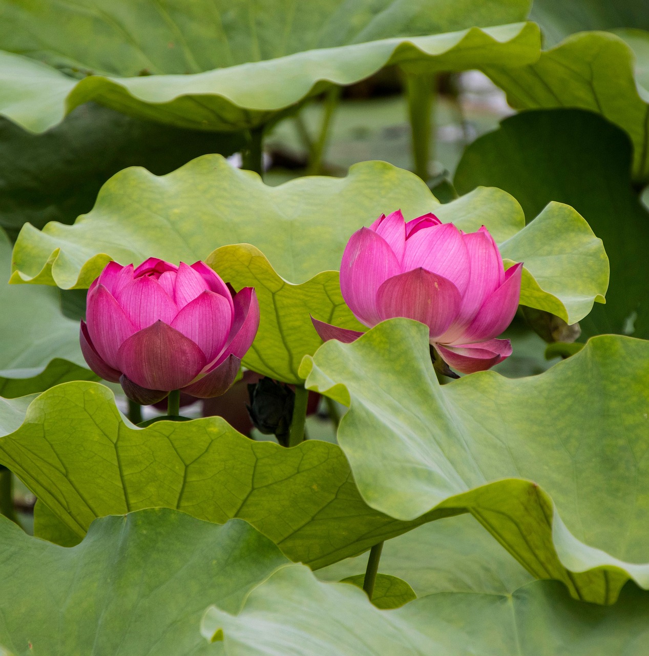 Flower Lotus Plant - Free photo on Pixabay