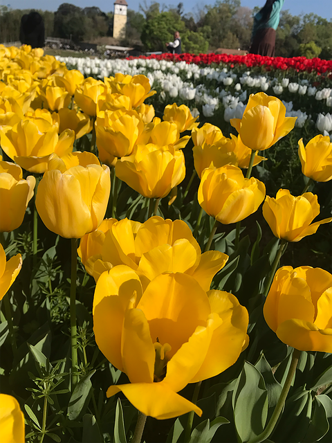 Download Flowers, Yellow Tulips, Tulips. Royalty-Free Stock ...