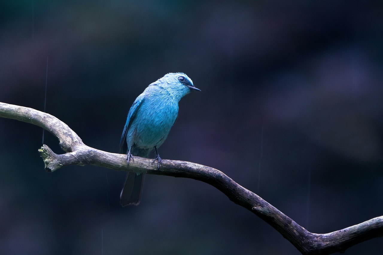20,000+ Free Flycatcher Species & Nature Images - Pixabay