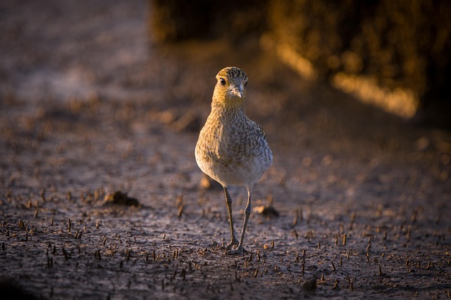 Bird Plover Beak - Free photo on Pixabay - Pixabay