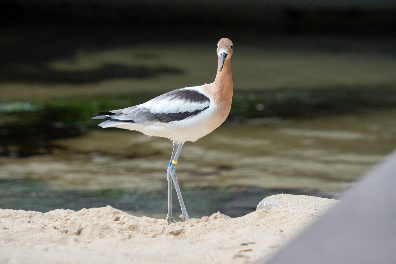Avocets Bird Animal - Free photo on Pixabay