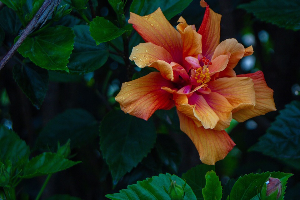 Flower Nature To Flourish - Free photo on Pixabay