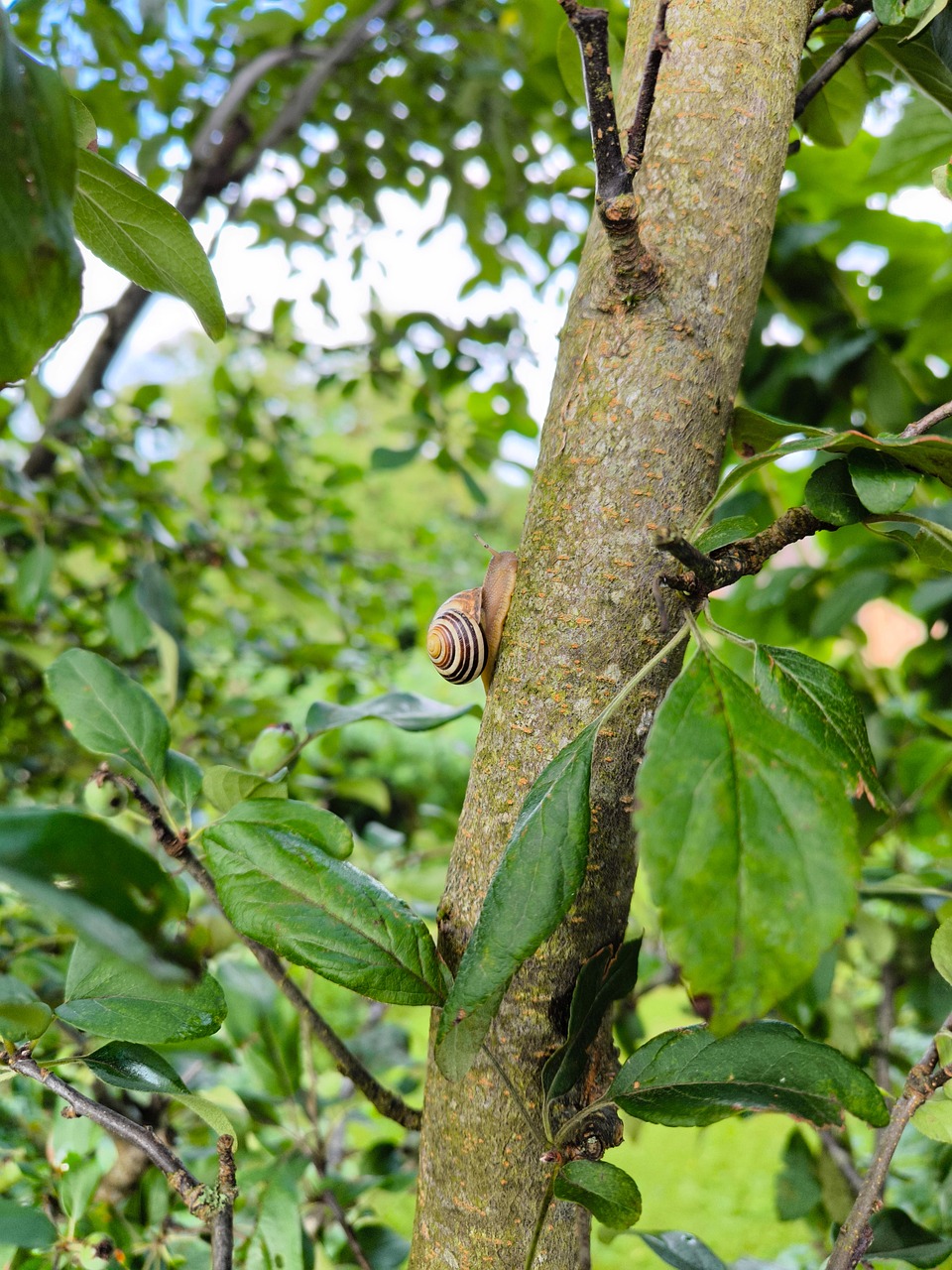 Escargot Nature Coquille - Photo gratuite sur Pixabay