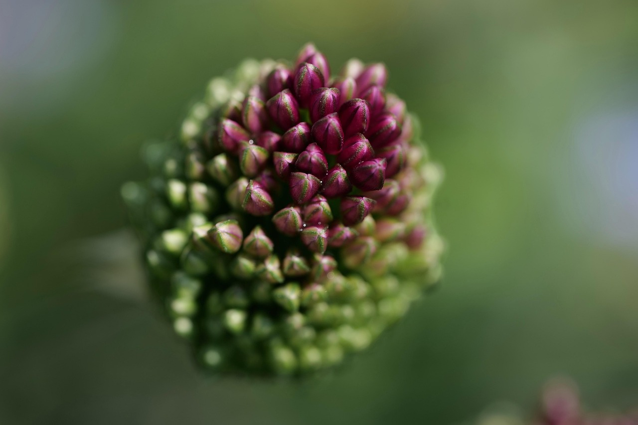100+ Free Scallions & Nature Images - Pixabay