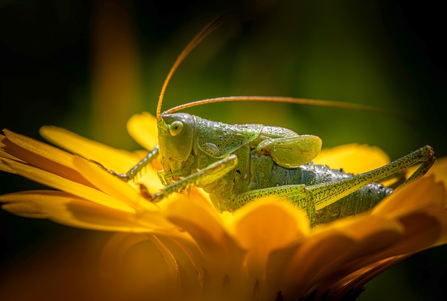 Grillo Gran Verde - Foto gratis en Pixabay - Pixabay