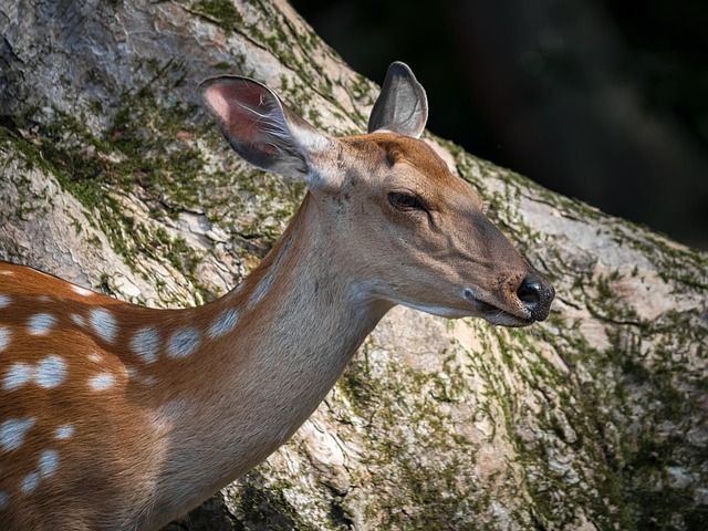 Plus de 600 images de Biche et de Nature - Pixabay
