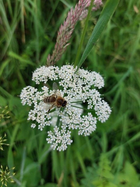 Flor Weis Abeja - Foto gratis en Pixabay