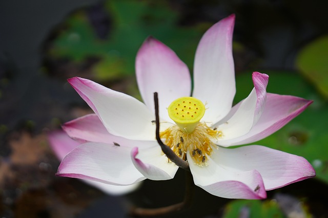 Lotus Flower Lotusflower - Free photo on Pixabay