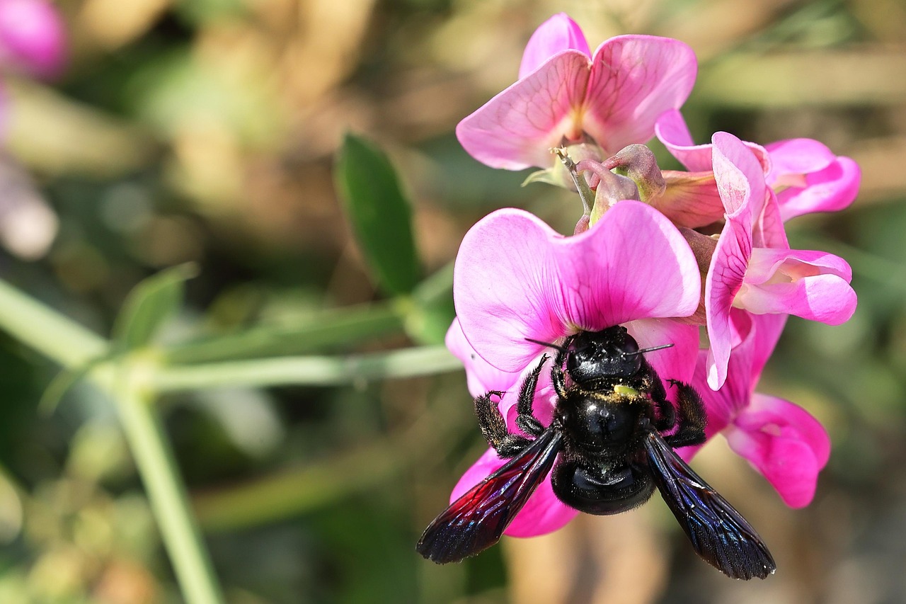 Carpenter Bee Insect - Free photo on Pixabay - Pixabay