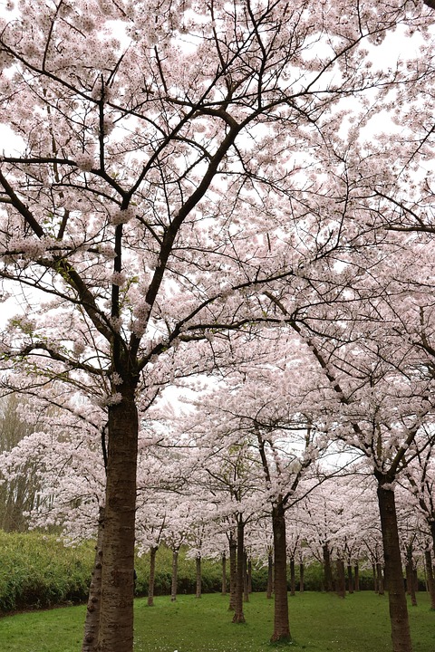 Cherry Blossom Alam Pohon - Foto gratis di Pixabay
