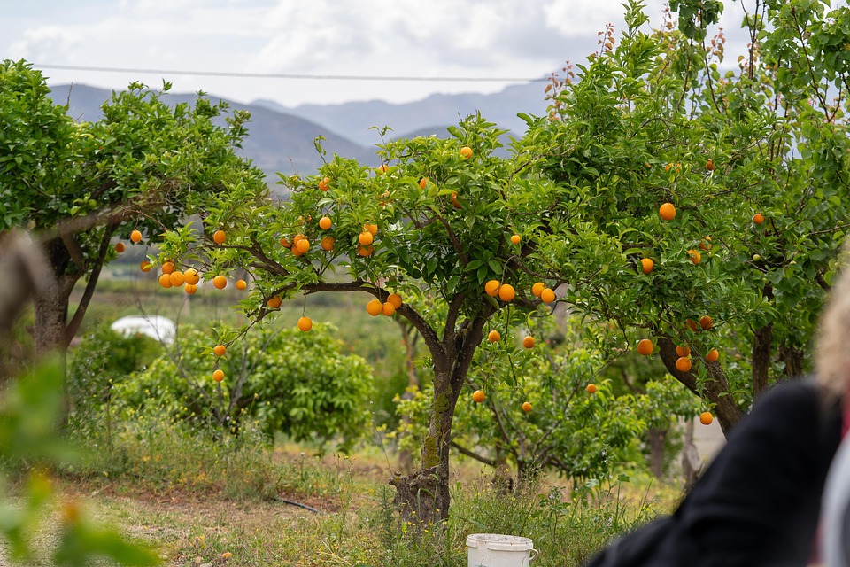 Orange Green Grove - Free photo on Pixabay