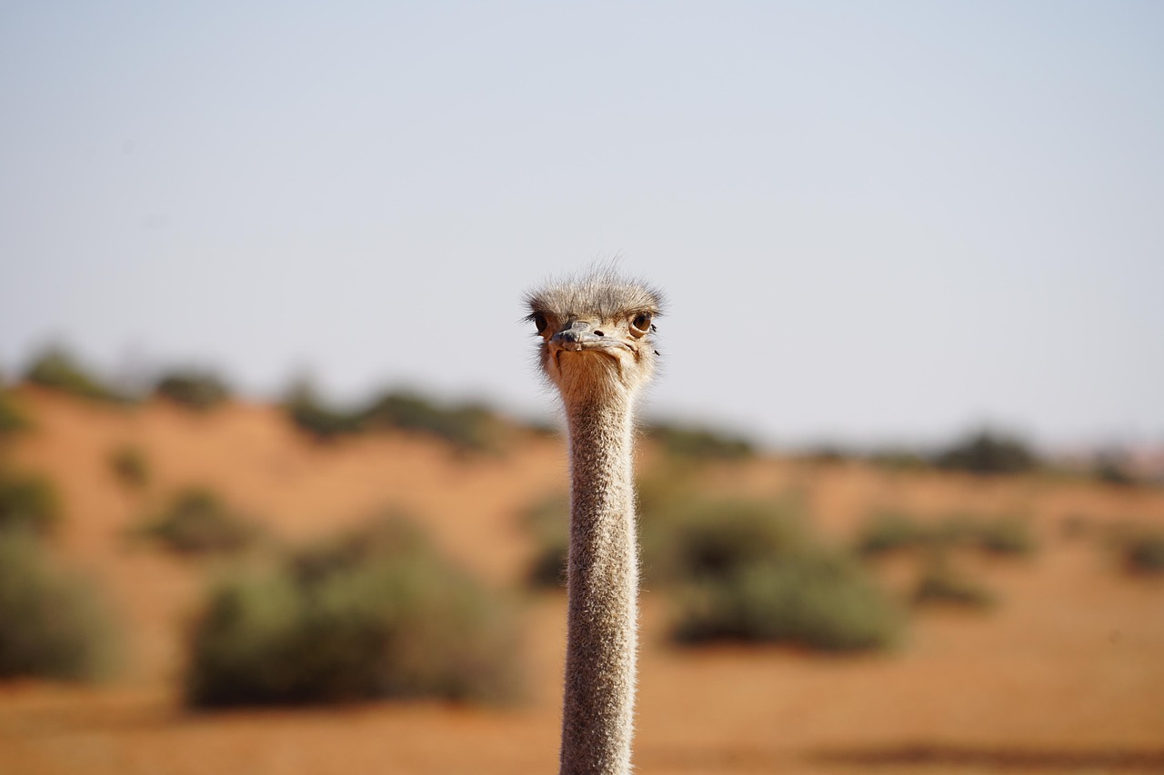 Avestruz Africana Pájaro - Foto gratis en Pixabay - Pixabay