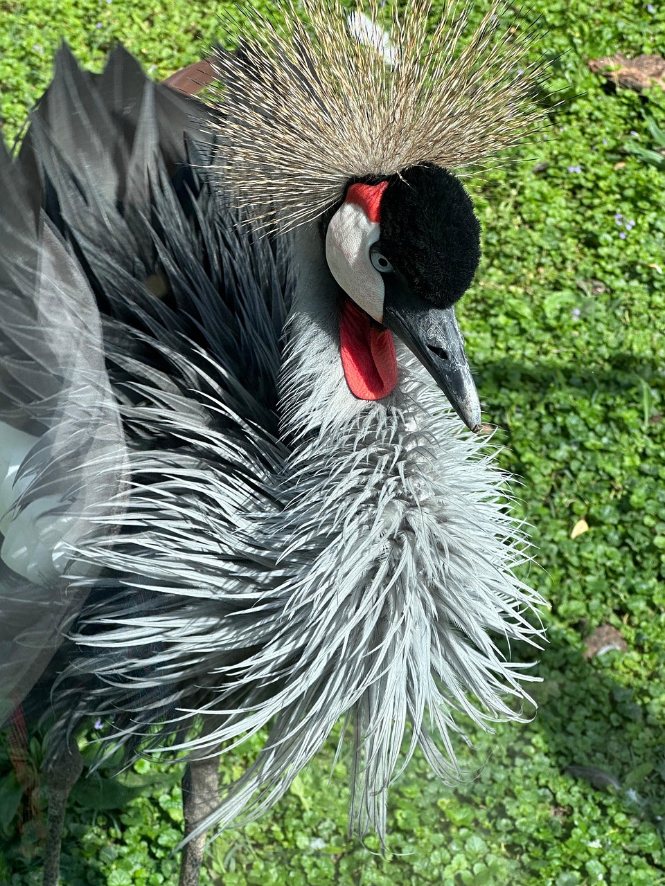 Vogel Tierwelt - Kostenloses Foto auf Pixabay