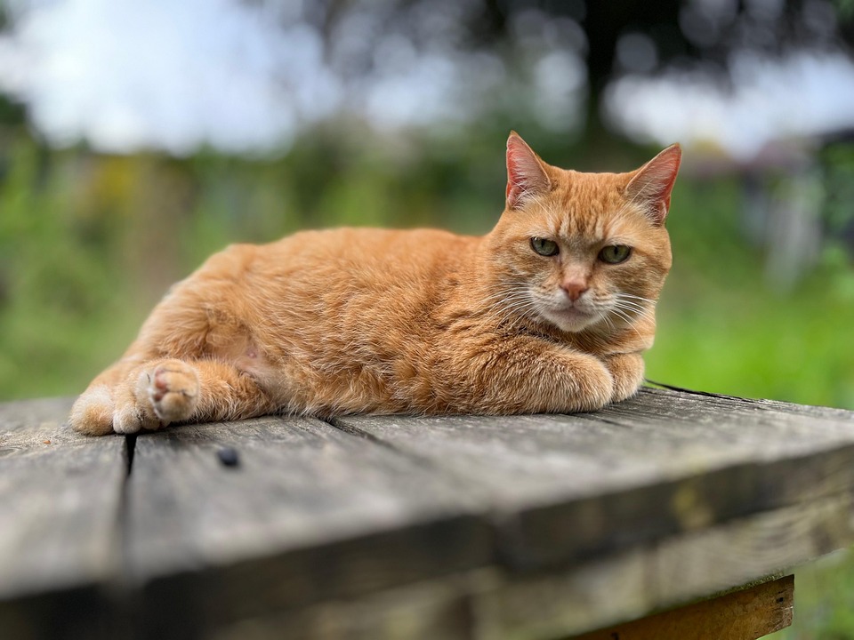 Animal Mammal Cat Domestic - Free photo on Pixabay - Pixabay