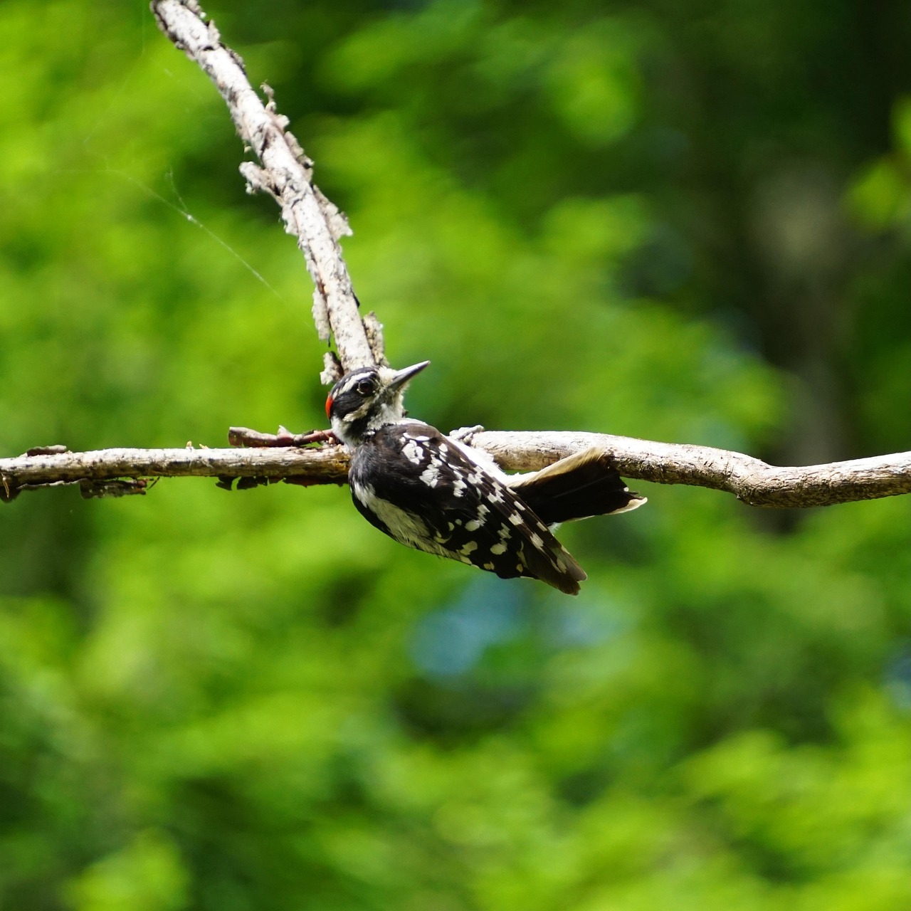 Woodpecker Bird Nature - Free photo on Pixabay
