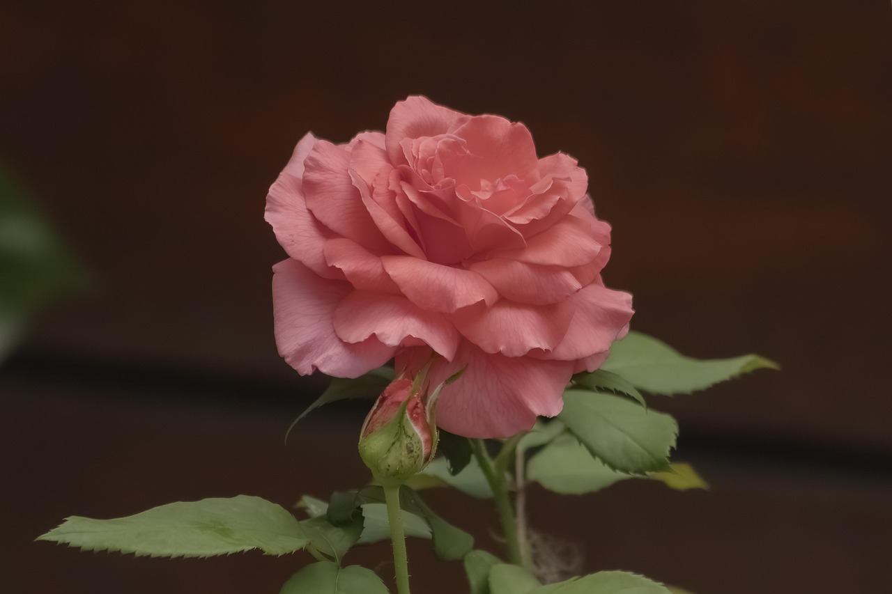 Flower Rose Close Up Blooms - Free photo on Pixabay - Pixabay