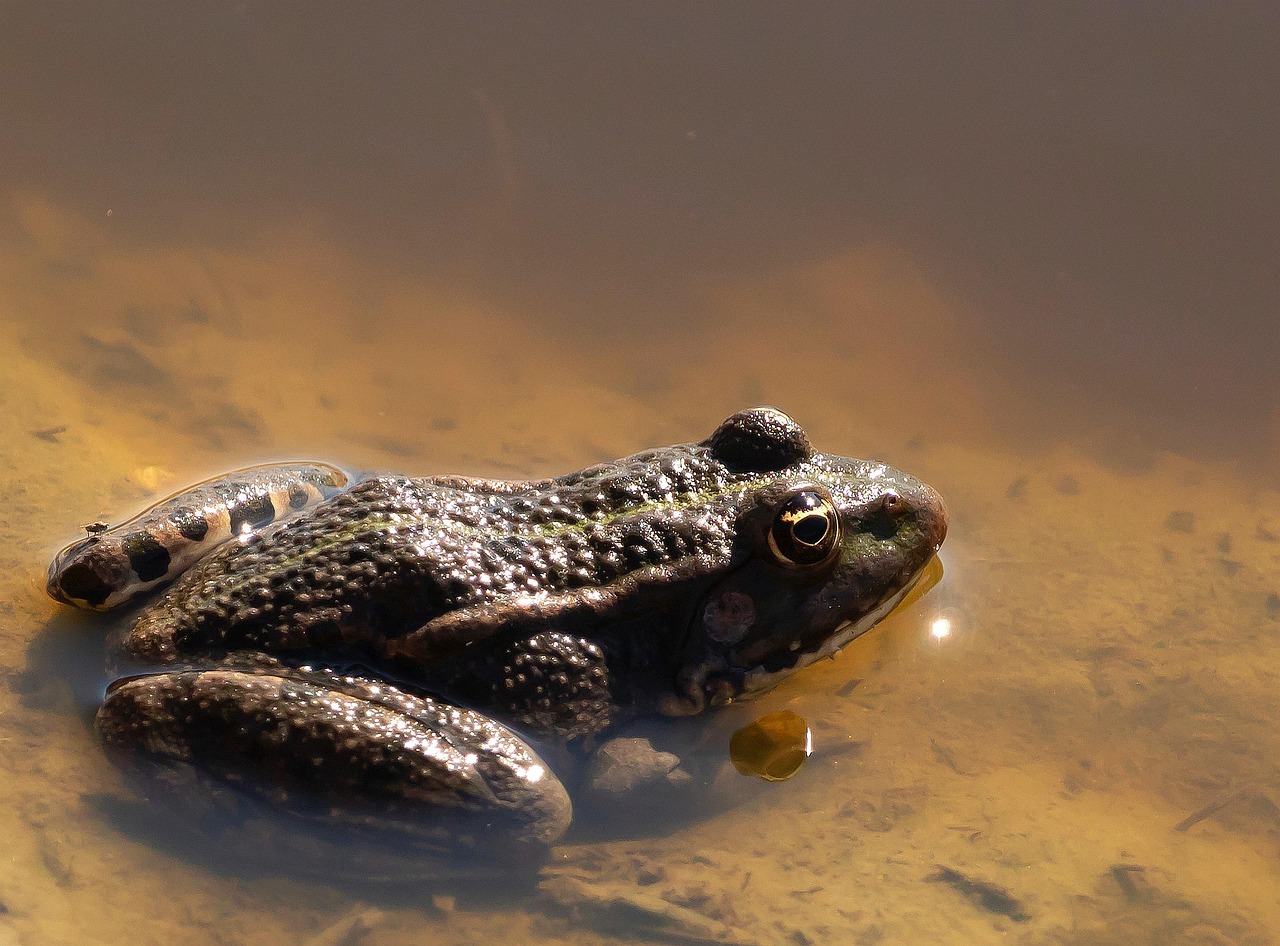 Lake Frog Amphibian - Free photo on Pixabay