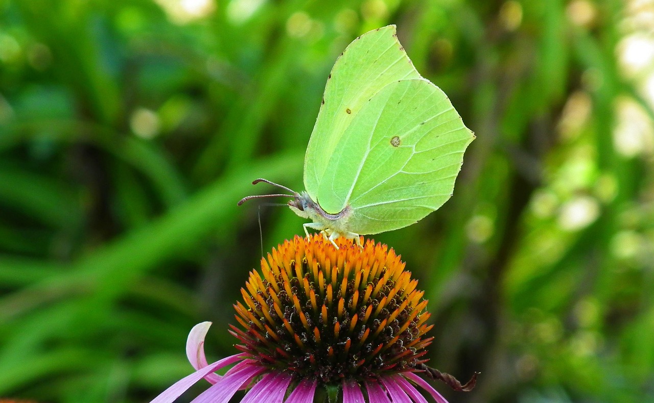 Butterflies Insects Lemons - Free photo on Pixabay - Pixabay