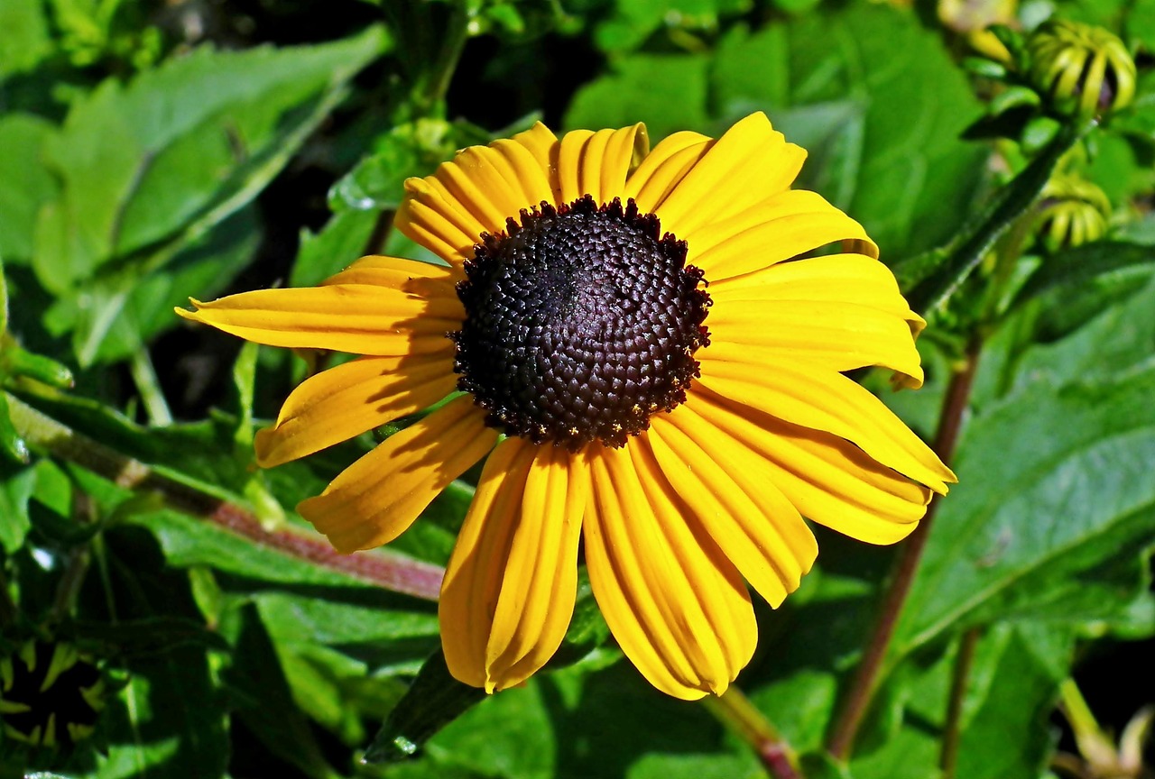 Rudbeckia Flowers Yellow - Free photo on Pixabay - Pixabay