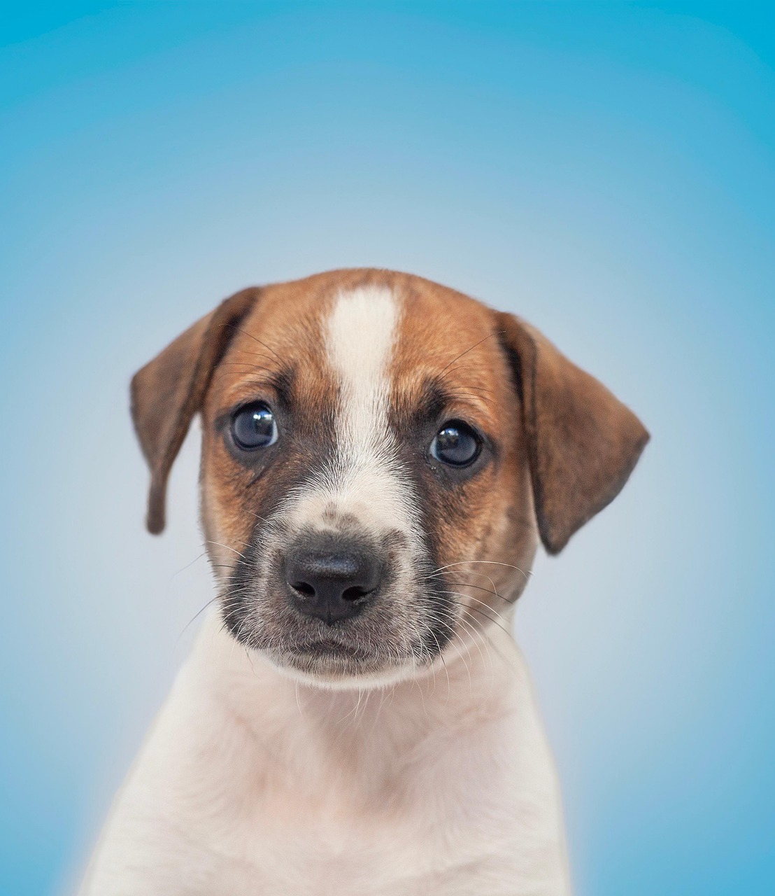Dog Animal Pet - Free photo on Pixabay - Pixabay