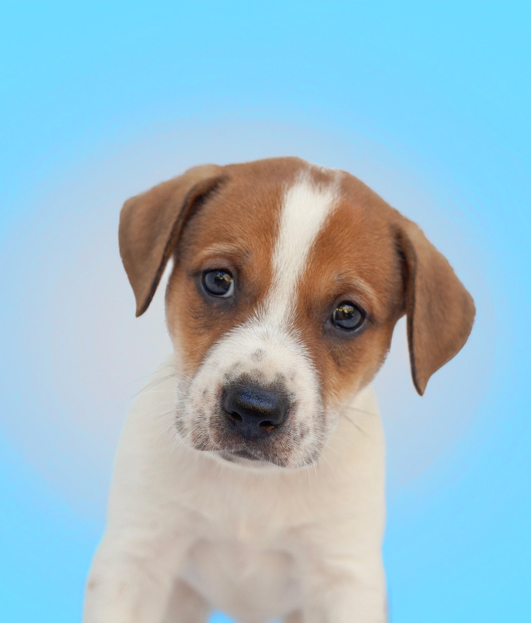 Dog Animal Pet - Free photo on Pixabay - Pixabay