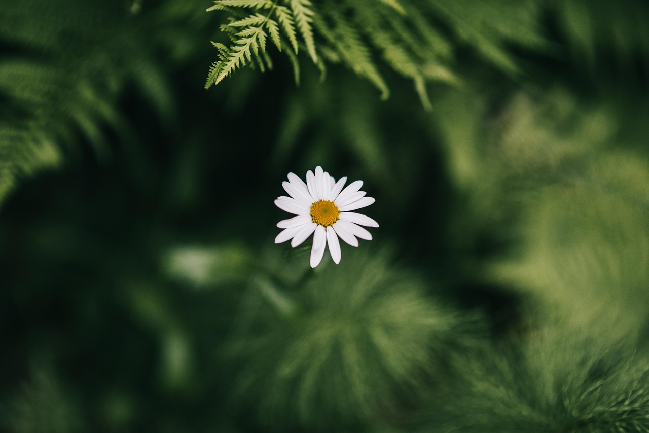 Daisy Flower Plant - Free photo on Pixabay - Pixabay