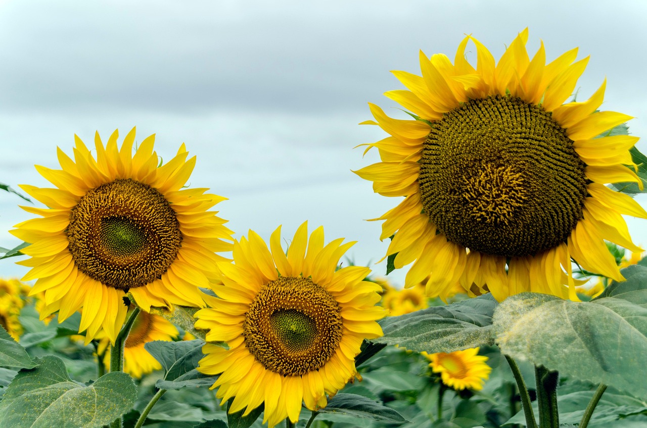 Flowers Sunflowers Bloom - Free photo on Pixabay - Pixabay