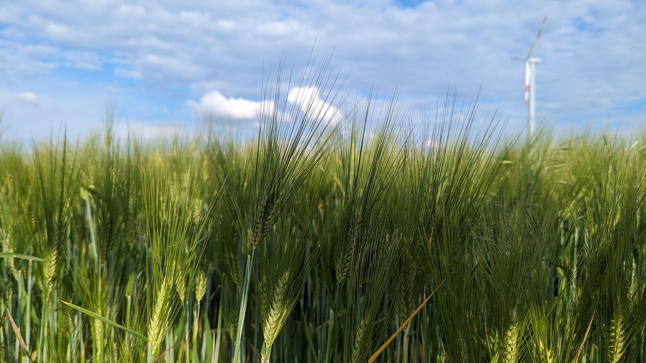 Gras Natur Wiese - Kostenloses Foto auf Pixabay