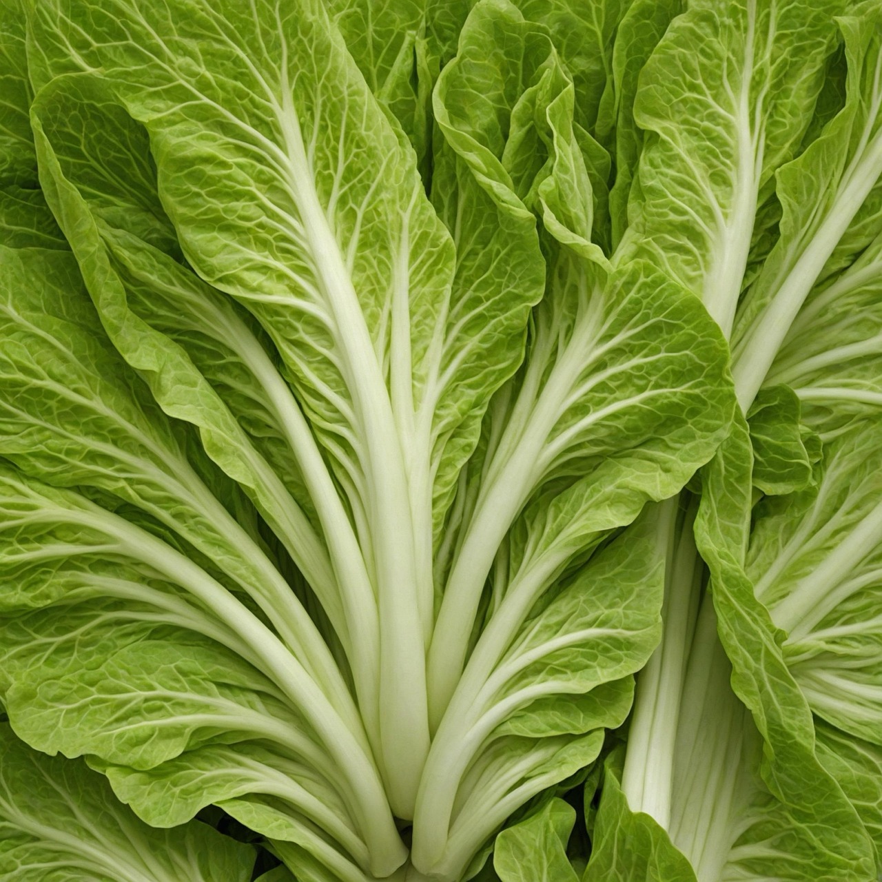 Download Vegetable, Lettuce, Salad. Royalty-Free Stock Illustration ...