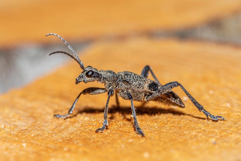 Black-Spotted Longhorn Beetle - Free photo on Pixabay - Pixabay