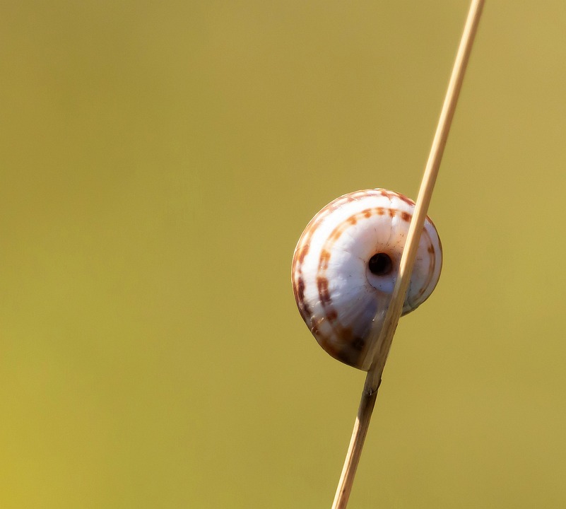 Snail Shell Retreat Free Photo On Pixabay Pixabay