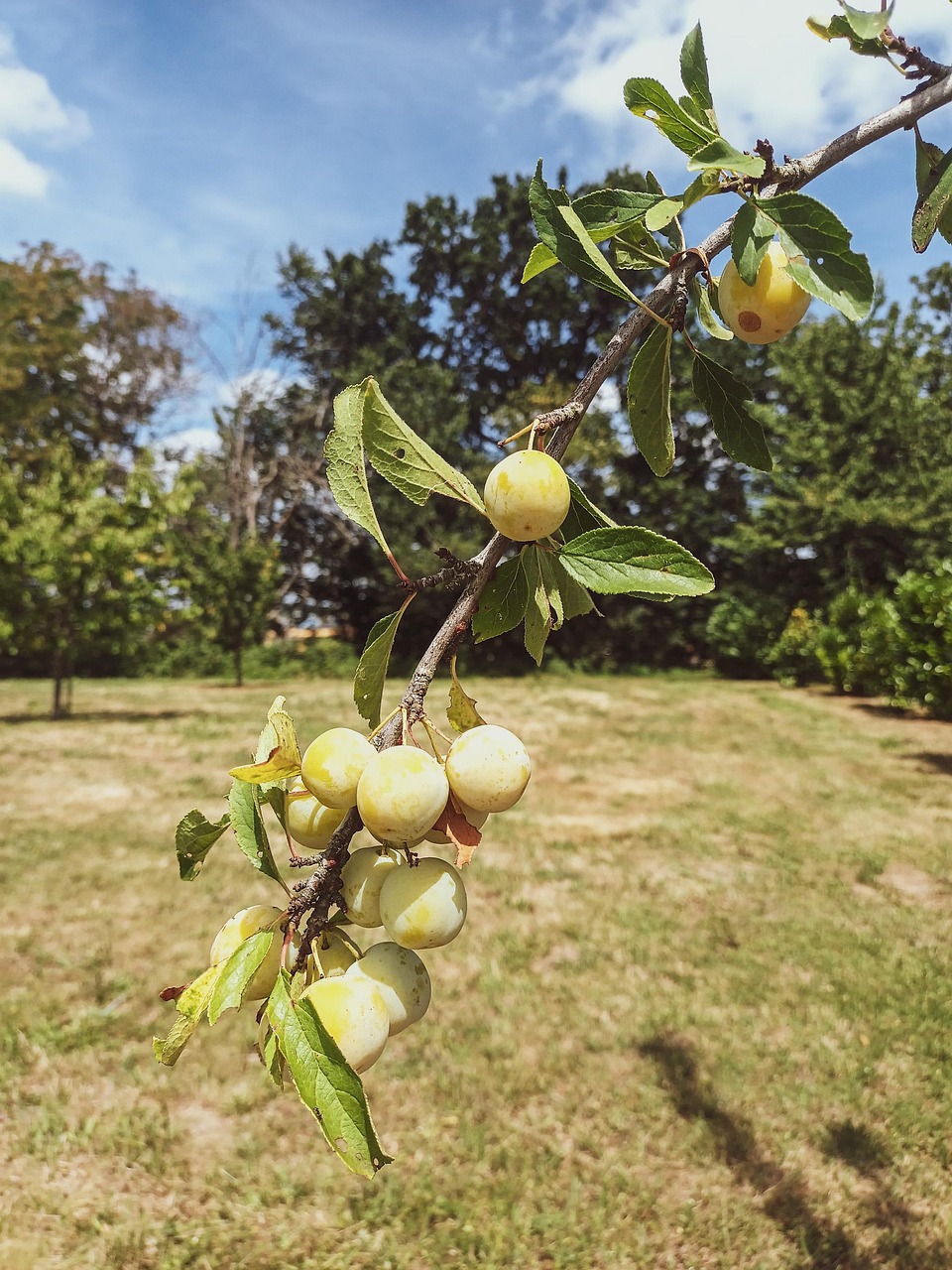 Prunus Fruit Nature - Photo gratuite sur Pixabay